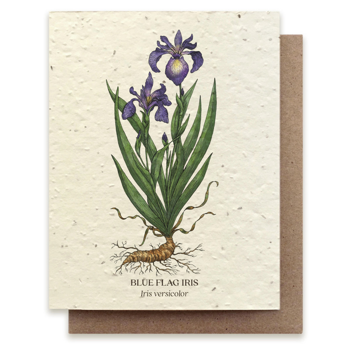 Blue Flag Iris Seed Paper Card | The Bower Studio – Outer Layer