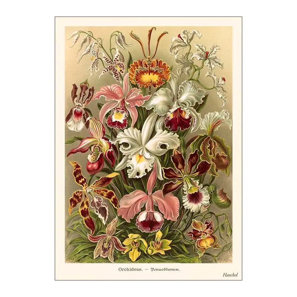 Vintage Flowers Image Postcard | Found Image Press – Outer Layer