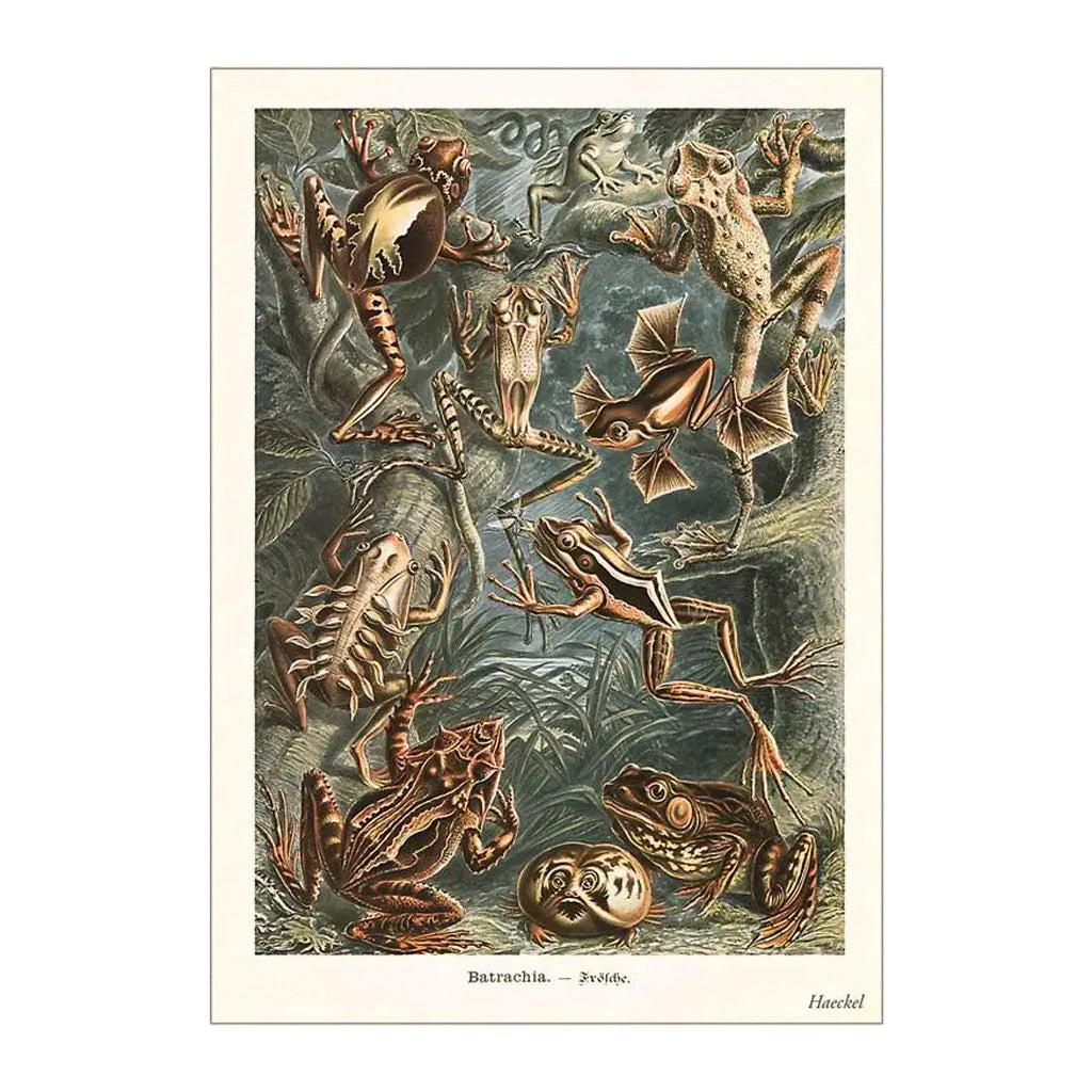 Vintage Toads Image Postcard | Found Image Press – Outer Layer